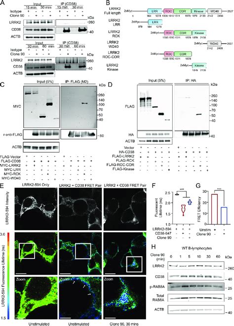 Cd38 And Lrrk2 Interact After Cd38 Activation A Download Scientific Diagram