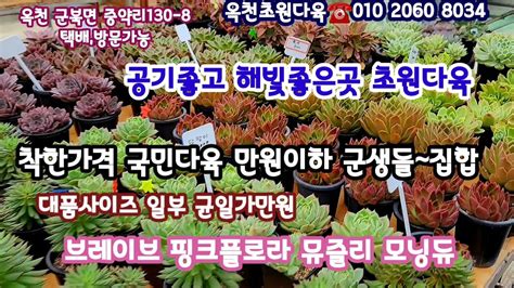 옥천초원다육 대품사이즈일부균일가1만🌼한달동안 준비해주신~착한다육군생🌼덴트라쨈 아라베스크 월셔 라즈아가 트윙클스타 Succulents Plant 多肉植物 Youtube
