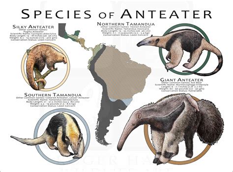 Species Of Anteater Poster Print