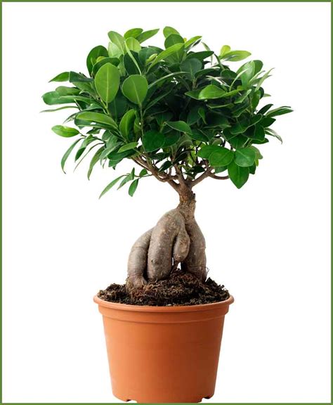 ficus microcarpa - Idee et astuce de la maison