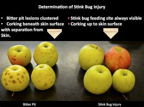 Bmsb Update Assessing Fruit Damage At Harvest Is It Hail Bitter Pit