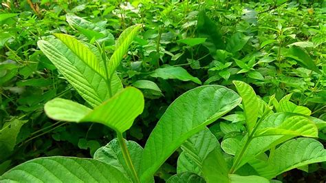 পেয়ারা পাতা ব্রণ দূর করে ত্বক টানটান রাখে ও চুল পড়া কমায় I পেয়ারা