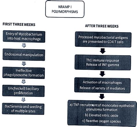 Tuberculosis Medical Science Optional Notes For Upsc Pdf Download