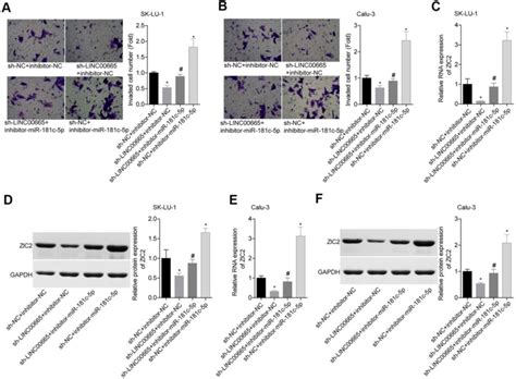 Assessment Of The Function Of Linc00665mir 181c 5p Axis In Regulating