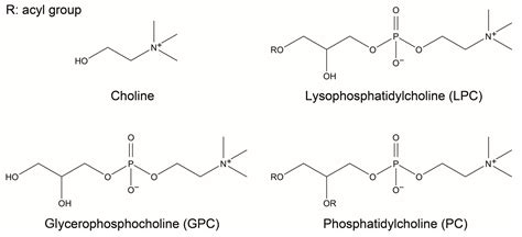 Oral Administration Of Egg And Soy Derived Lysophosphatidylcholine