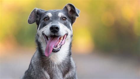 ¿los Perros Pueden Comer Cacahuetes Maní Tipos Cantidad Riesgos