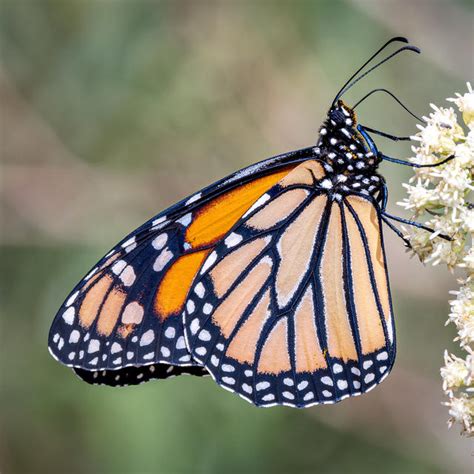 Butterflies And Moths Of Wisconsin Butterflies And Moths Of North America