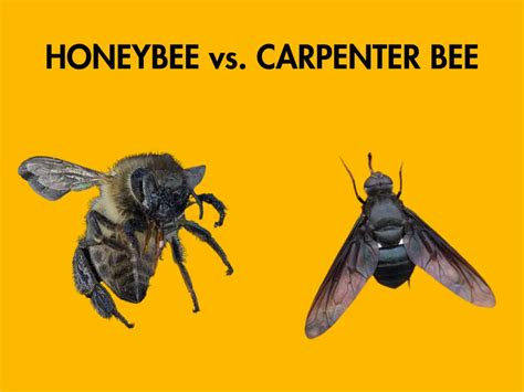 Bumblebee Vs Carpenter Bee A Comparison Of Two Common Bees [updated