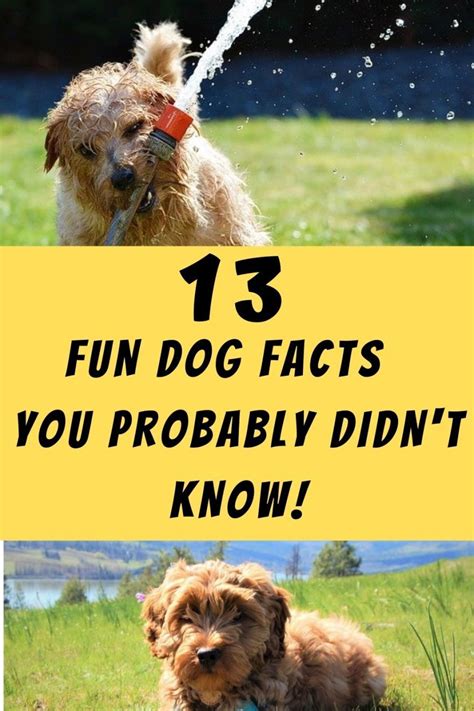 13 Fun Facts About Dogs You Probably Didnt Know Fun Facts About Dogs