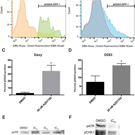 Treatment Of Medulloblastoma Tumor Cells With Azd7762 Induces Dna