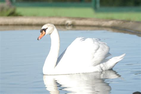 God Is Where You Re De Patito Feo A Cisne