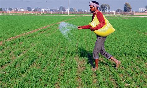 Fertiliser Overuse Wheat Yield Soil Fertility Decrease In Punjab