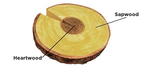 Wood Durability Heartwood And Sapwood