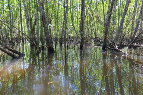 Enormes Manglares Naturales Con Amplio Bosque Verde En La Naturaleza 2023