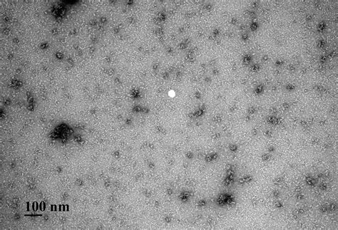 68 Questions With Answers In NEGATIVE STAINING Science Topic