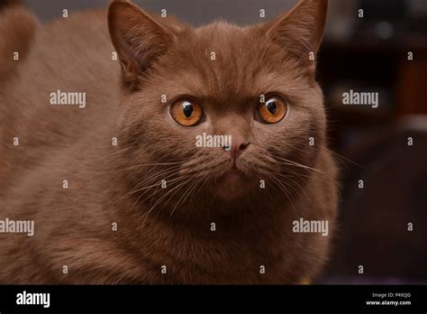A British Shorthair Cat Beautiful Different Expression Of This Cat Of