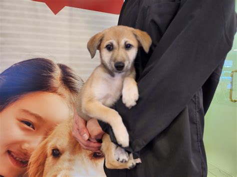 믹스견 레이 푸숑특징 고양이특징 랙돌특징 러시안블루특징 먼치킨특징 브리티쉬숏헤어특징 노르웨이숲특징 데본렉스특징 뱅갈특징 샴특징 셀커크렉스특징 스코티쉬폴드특징 스핑크스특징