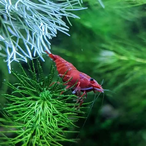 Hornwort Care Guide Floating Planting Growth And Tank Benefits