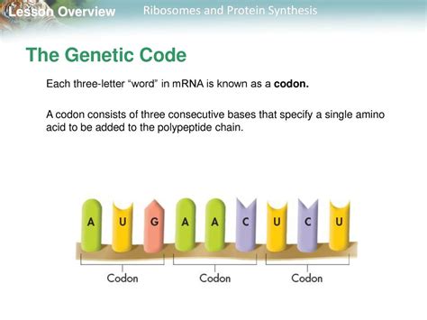 13 2 Ribosomes And Protein Synthesis Ppt Download