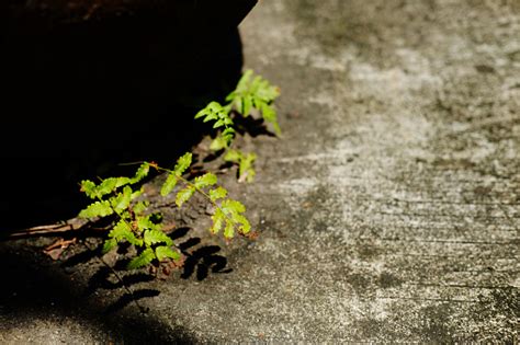 정원에서 햇빛을 가진 콘크리트 방 종 전자에 Ferns 공장 고 날개 0명에 대한 스톡 사진 및 기타 이미지 0명 거친