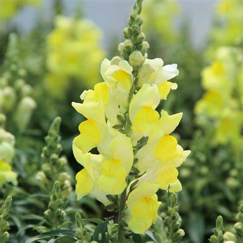 Antirrhinum Candy Tops Sakata Ornamentals Asia