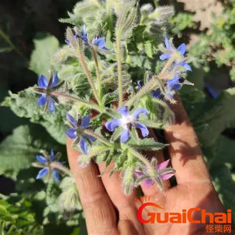 琉璃苣图片 琉璃苣的功效与作用