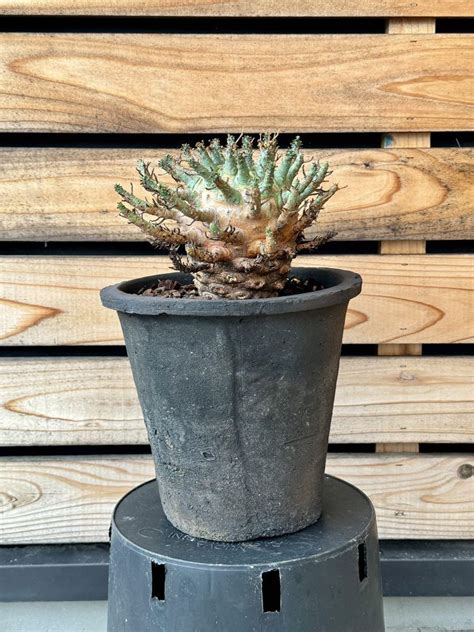 【大株・発根済】ユーフォルビア・デセプタ Euphorbia Decepta メルカリ
