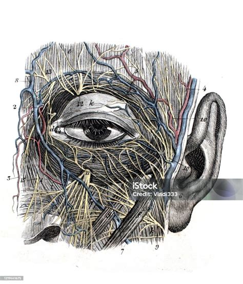 Saraf Di Area Mata Dalam Buku Lama The Atlas Of Human Anatomy Karya Ke