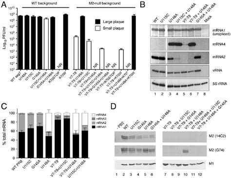 Genetic And Biochemical Evidence For Pseudoreversion Through Download Scientific Diagram