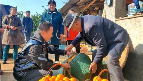 湖北应城柑橘红 采摘忙今日湖北网