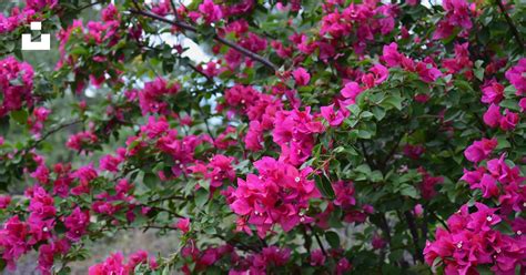 Un Arbusto De Flores Rosadas Con Hojas Verdes Foto Imagen De Flor