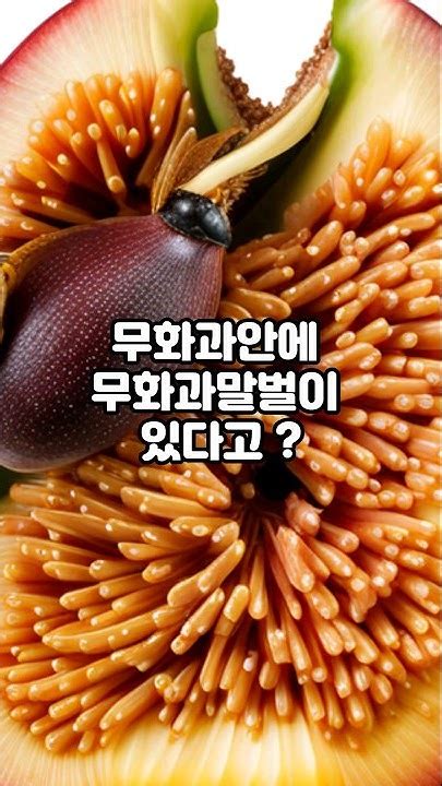 무화과안에 무화과말벌이 있다고 Youtube