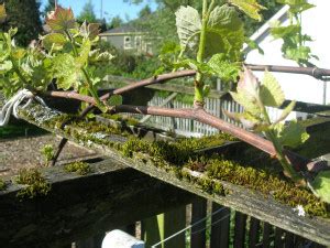 Pruning Grafting What To Do With Your Cover Crop Kboo