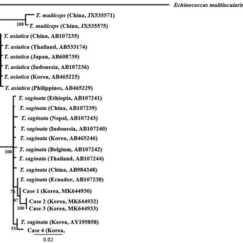 A Phylogenetic Tree Drawn Based On Cox1 Sequences Of Taeniid Tapeworms