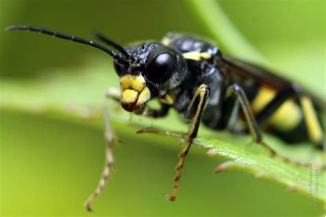 Photo 88297 Tenthredo Trabeata