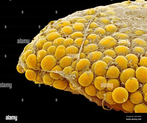 Fat Tissue Coloured Scanning Electron Micrograph SEM Of A Sample Of