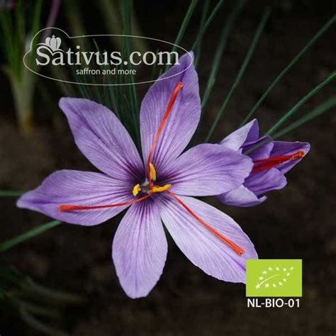 Organic Crocus Sativus Bulbs Of Size 89 Grow Your Own Saffron