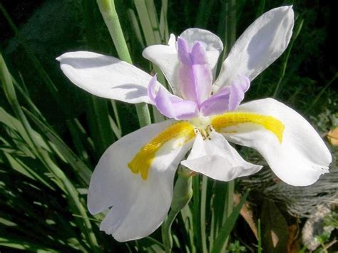Dietes Grandiflora Plants For Spaces