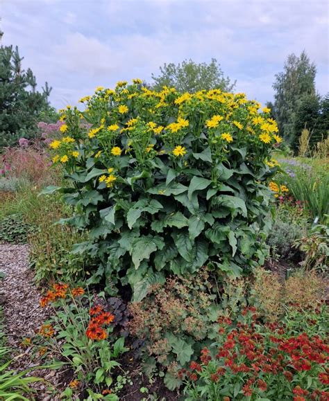 Silphium Js ‘maya Gėlių Dvarelis