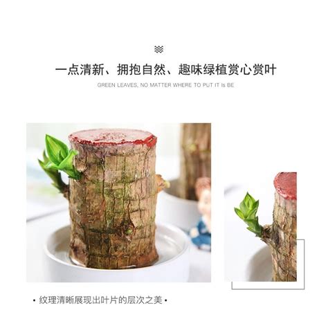 Plants That Are Truly Alive 活着的植物巴西木格鲁特睿桌面幸运植物水培植物盆栽室内格达树桩水养办公木