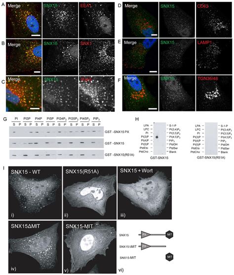 Early Endosomal Association Of Snx15 Requires Binding To Ptdins3p