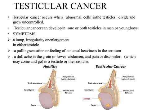 Endocrine System Diabetes Thyroid Disease And Hormones By Rakesh Rana
