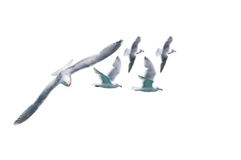 A Png File Of A Seagull Group Flying Flock Of Birds Flying Isolated No
