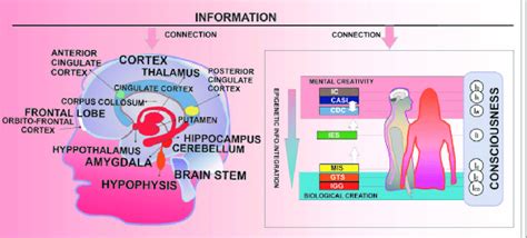 Schematic Representation Of The Engaged Brain Areas In Informational Download Scientific