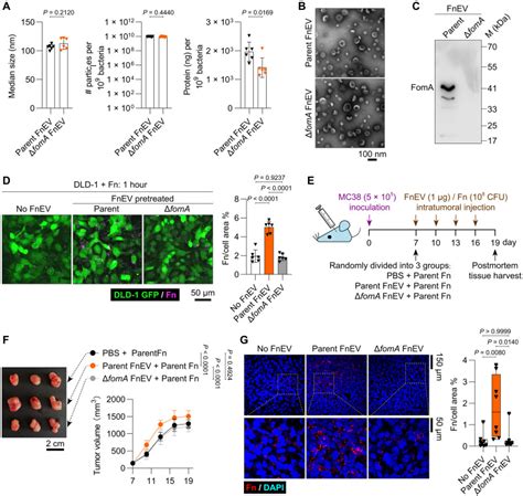 文献解析具核梭杆菌胞外囊泡在结直肠癌中富集并促进细菌黏附