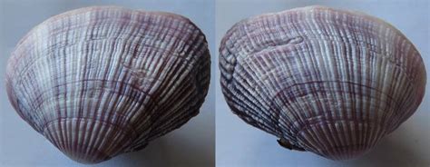 Asaphis Violascens 3562319