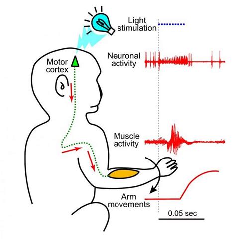 Fnirs Motor Cortex Hemodynamic Response During Arm Exercise Motor And