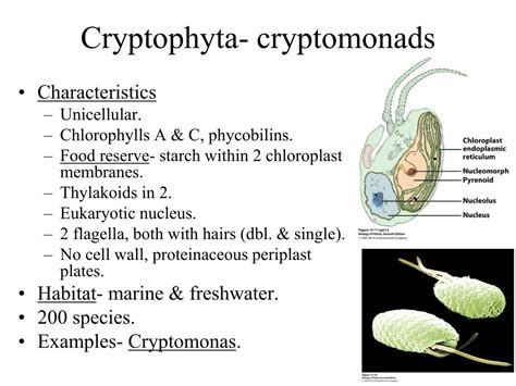 Ppt Kingdom Protista Part 2 Powerpoint Presentation Free Download