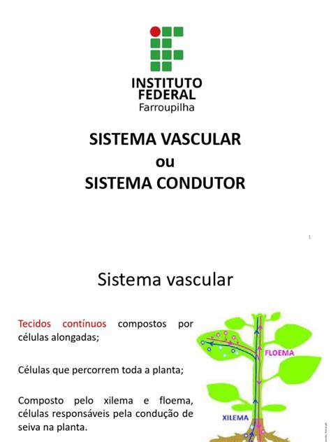 Sistema Vascular Pdf
