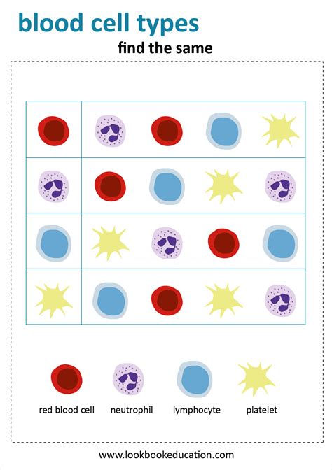Cell Types Worksheet